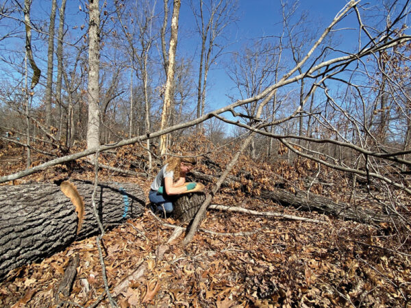 Missouri Forests Are at a Crossroads