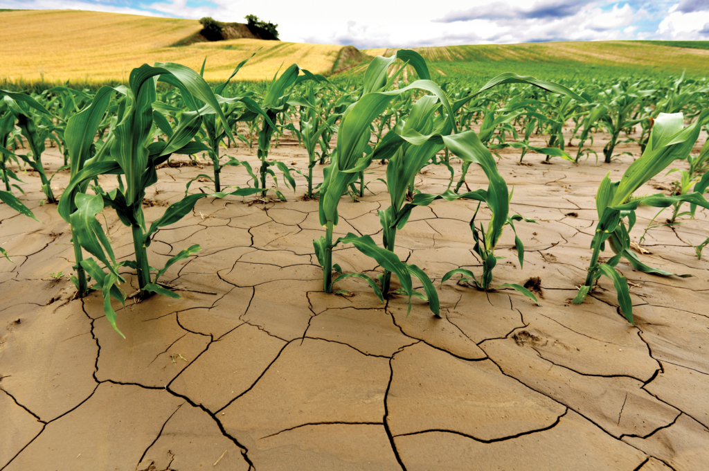 Goodbye, El Niño; Hello, La Niña? - MFA Oil
